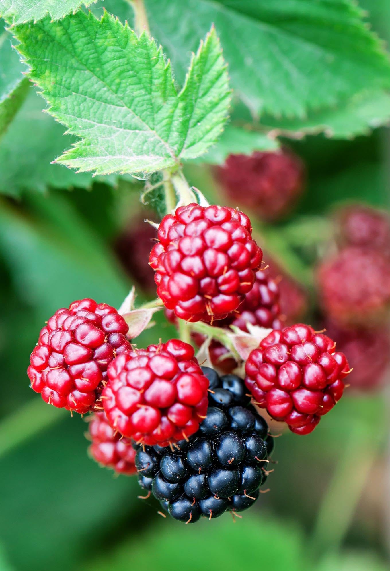 Mulberry Plant Live Grafted, Live Grafted Plant for Mulberry, Pack of 1 ...