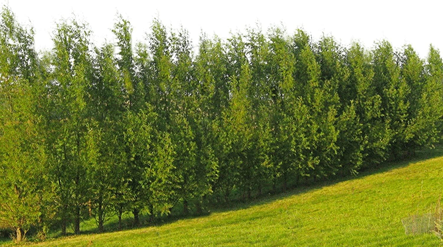 Amazon.com : Austree Hybrid Willow Tree Plants for Growing | Fast ...