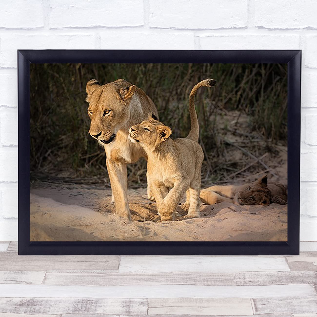 Happy Lioness