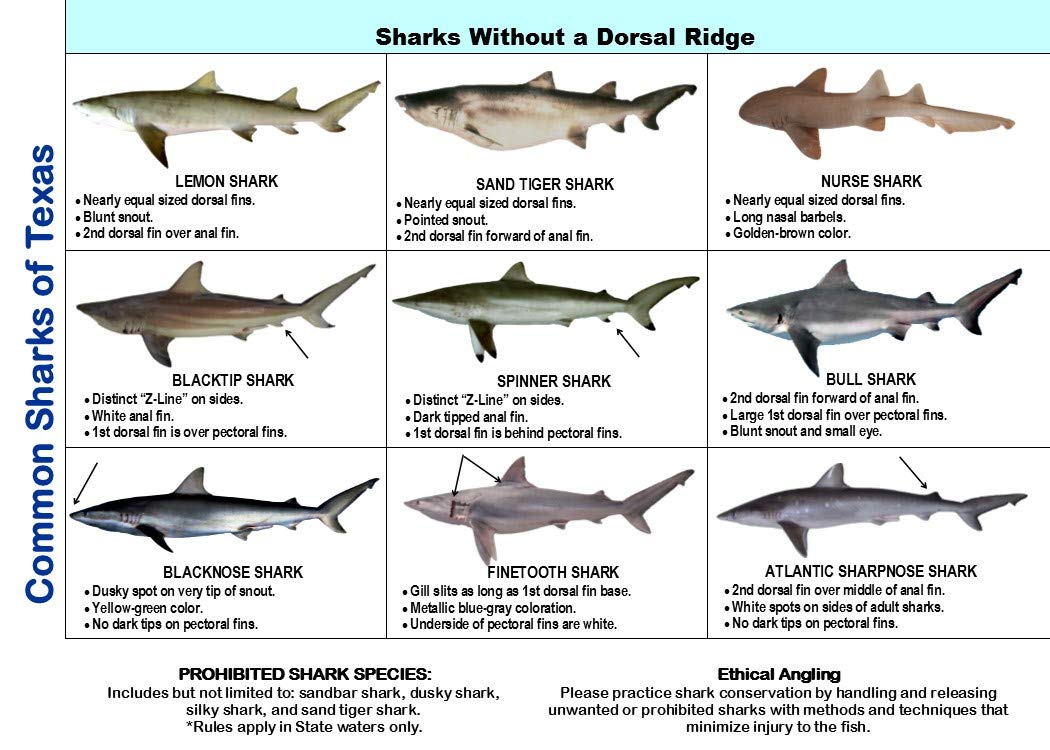 Texas Saltwater Fish Identification Card Set - Three Waterproof Cards ...
