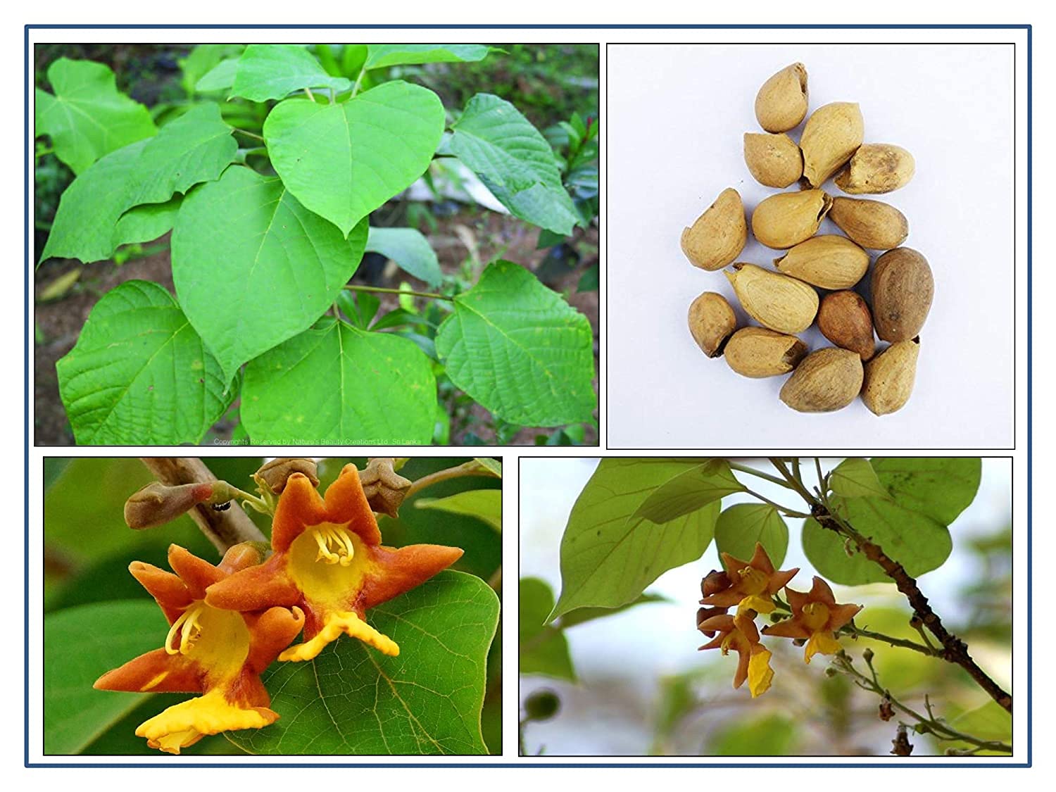 Buy GREEN WORLD GAMBHARI/GMELINA ARBOREA AYURVEDIC TREE SEEDS FOR ...