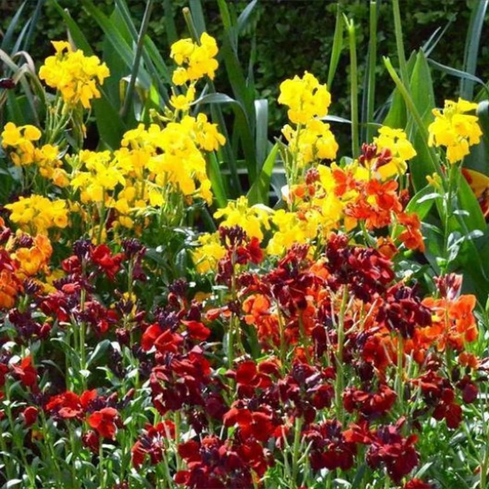 Amazon.com : 1000 English WallFlower Seeds Cheiranthus Cheiri Mixed ...