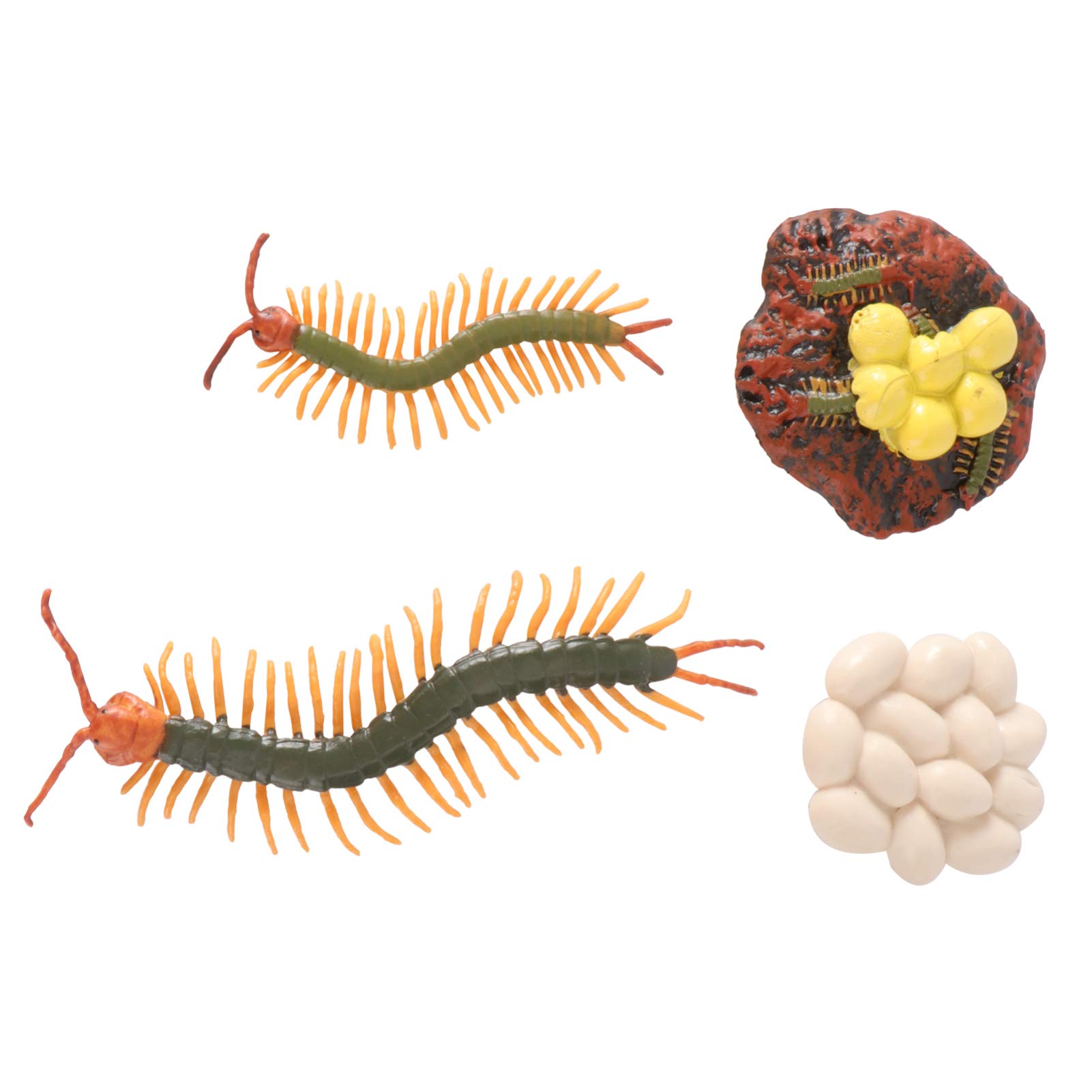 Centipede Life Cycle