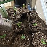 Amazon.com : Golden Shower Tree Seeds for Planting (10 Seeds) - Stunning Weeping Yellow Blooms ...