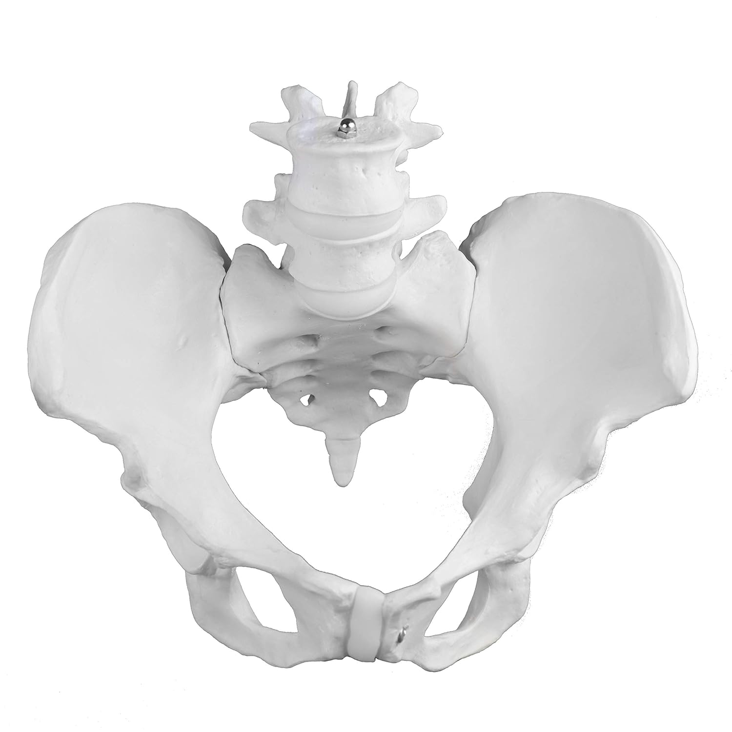 Anatomical Models Life size for Accurate Study of the Anatomical ...
