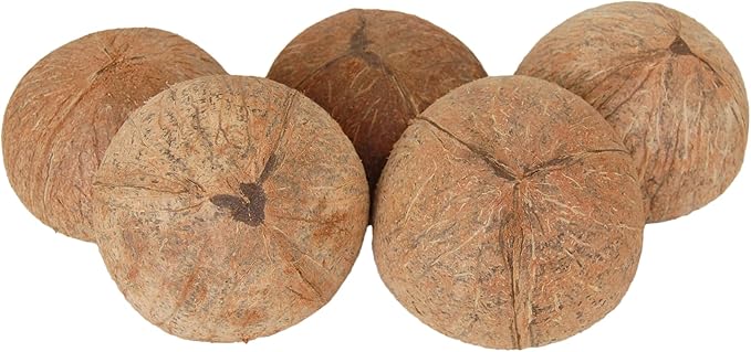 Natural 5PCS Smooth Coconut Shell Pack for School/Nursey Creativity ...