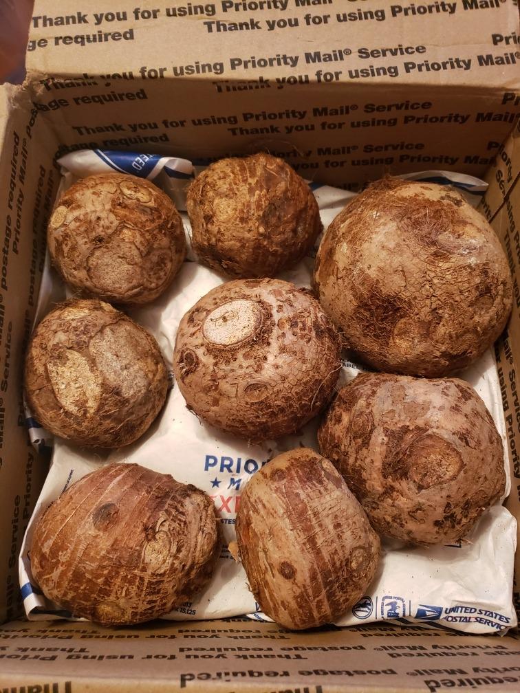 Amazon.com: Fresh Taro Root 10 Lbs, Small Size : Grocery & Gourmet Food