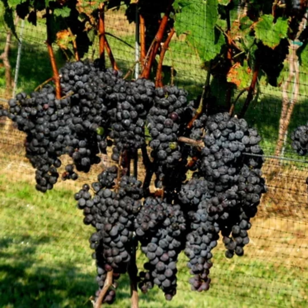 Uva De Cabeza Hueca Amazon.com: Planta De Vid De Uva De Vino Viva Para