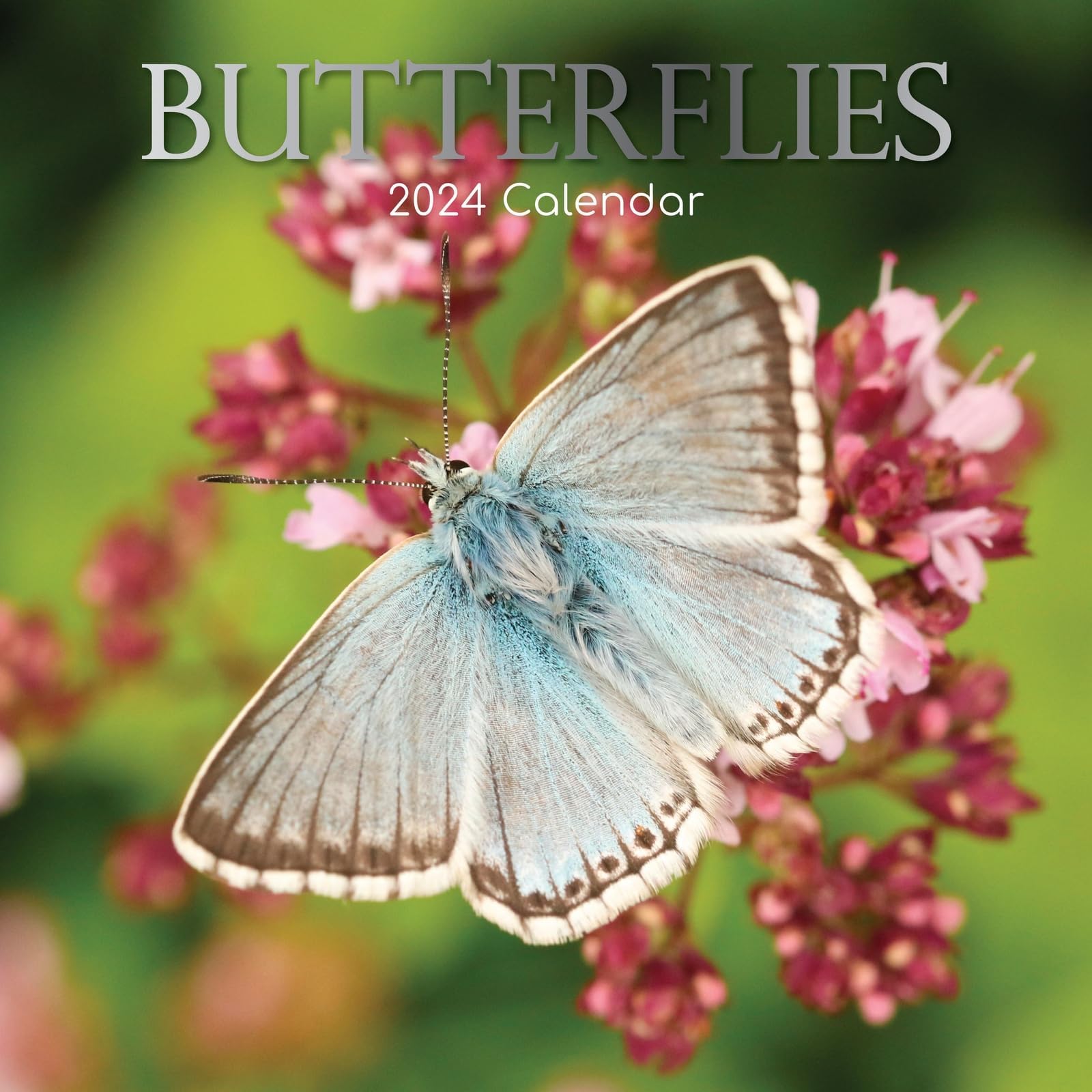 Wall Calendar 2024 - Butterflies, 30 x 30 CM Monthly View, 16-Month ...