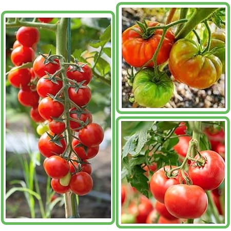GREEN WORLD Arka Rakshak F1 Hybrid Tomato Seeds 10 gms : Amazon.in ...