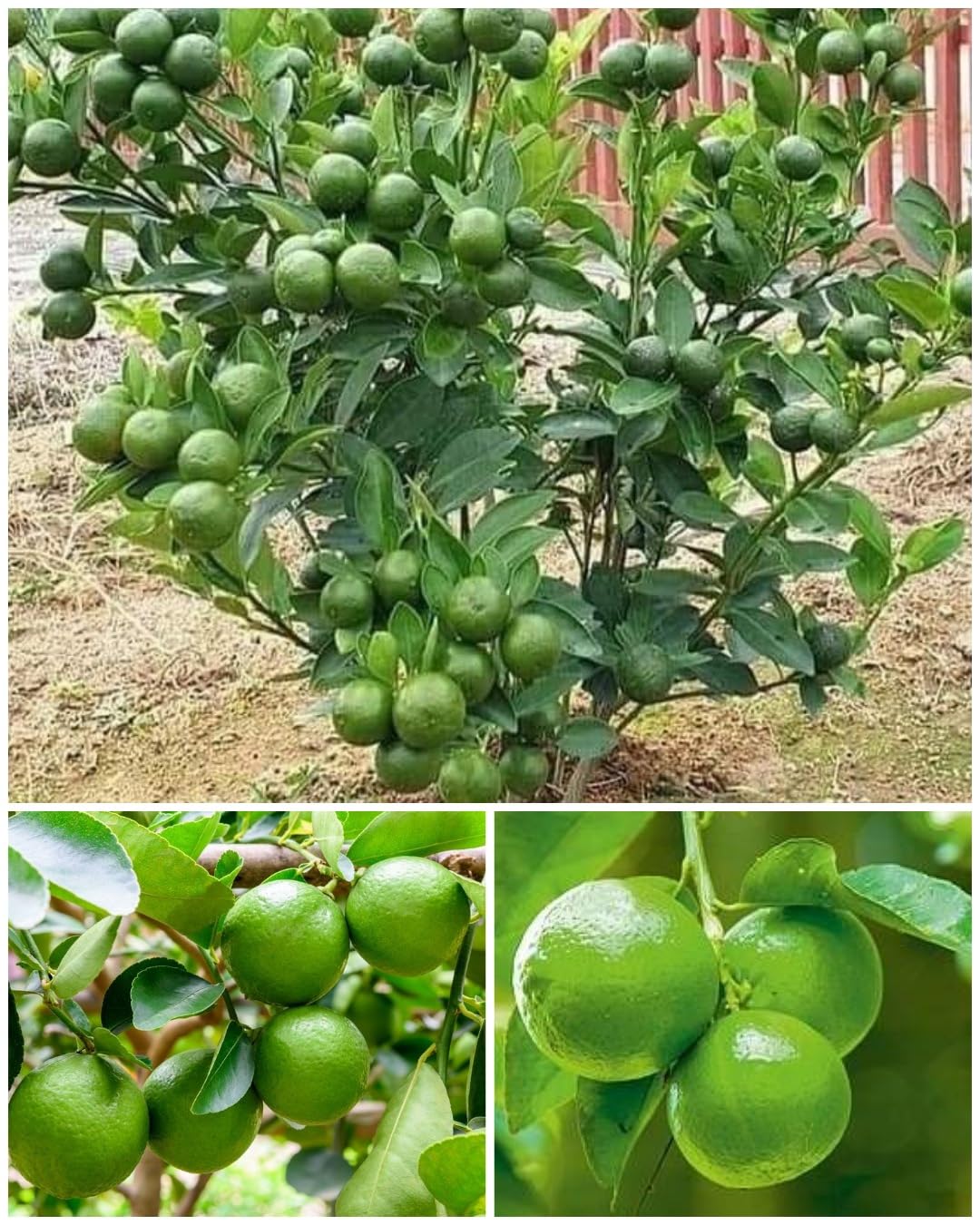 Native Earth Rasaali Seedless Lemon Dwarf Plant - Grafted Variety All ...