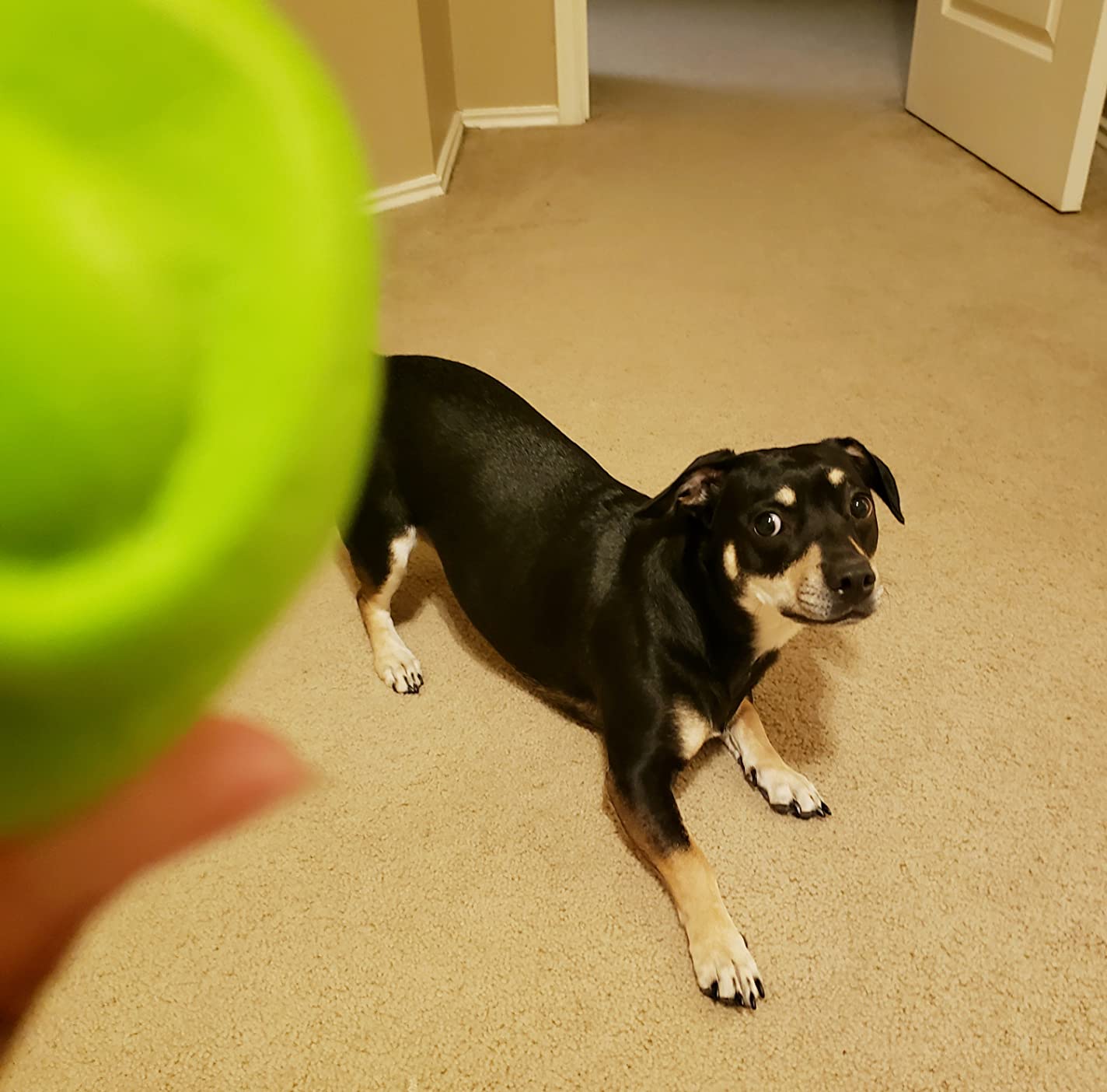 $1/mo - Finance PetSafe Busy Buddy Hippster Dog Chew Toy - Treat ...