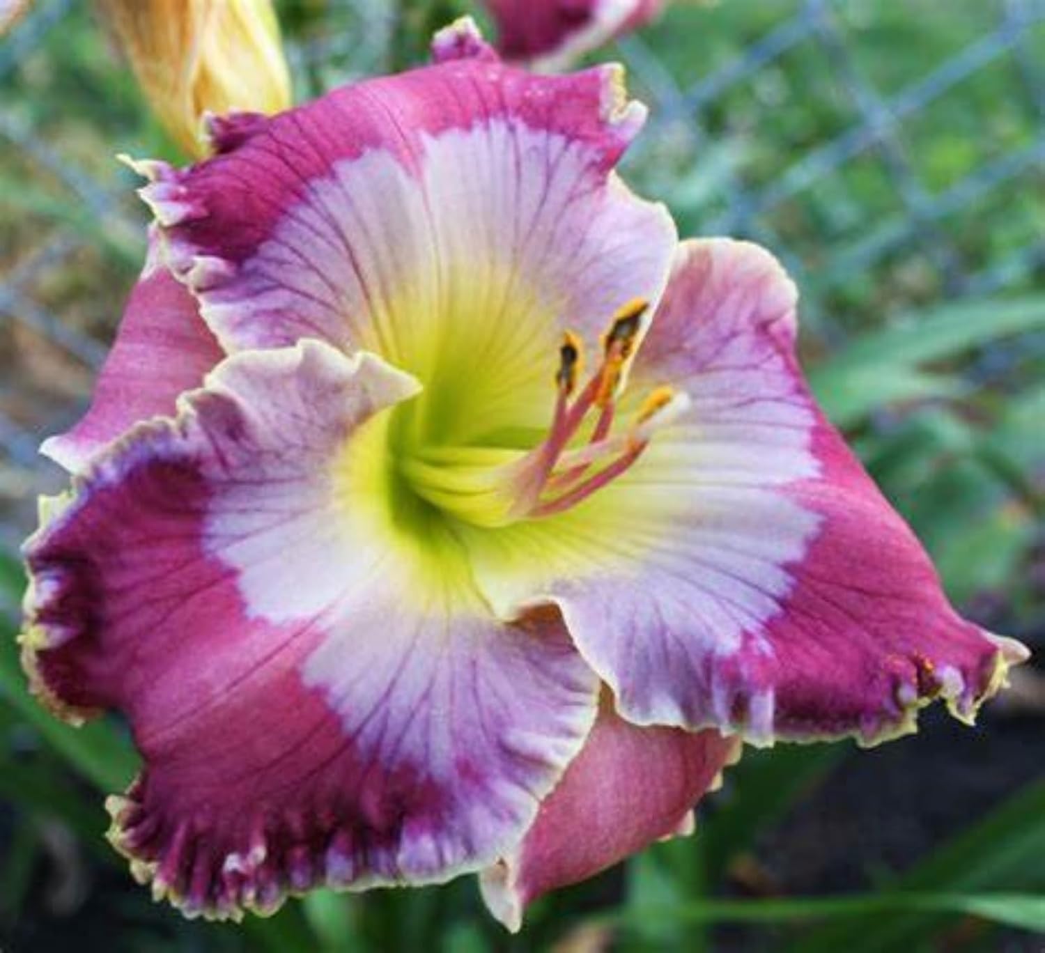 Amazon.com : Daylily Planting Grow Surprise Fall or Spring Indoor or ...