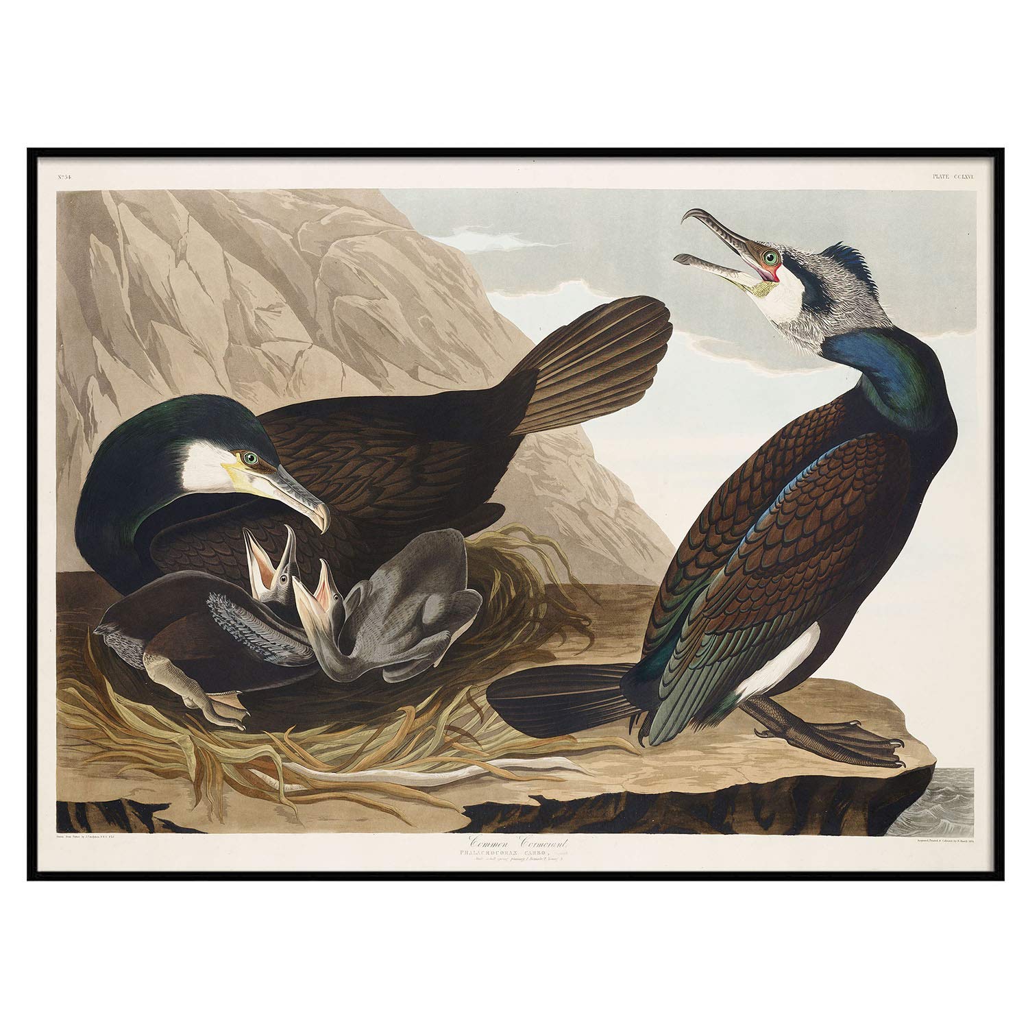 Cormorant Bird Drawing