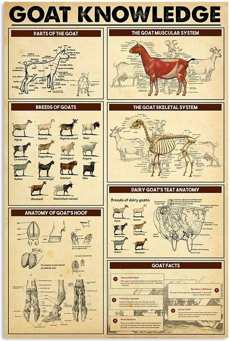 Amazon.com: Goat Knowledge Metal Tin Sign Breeds Of Goats Funny Poster ...