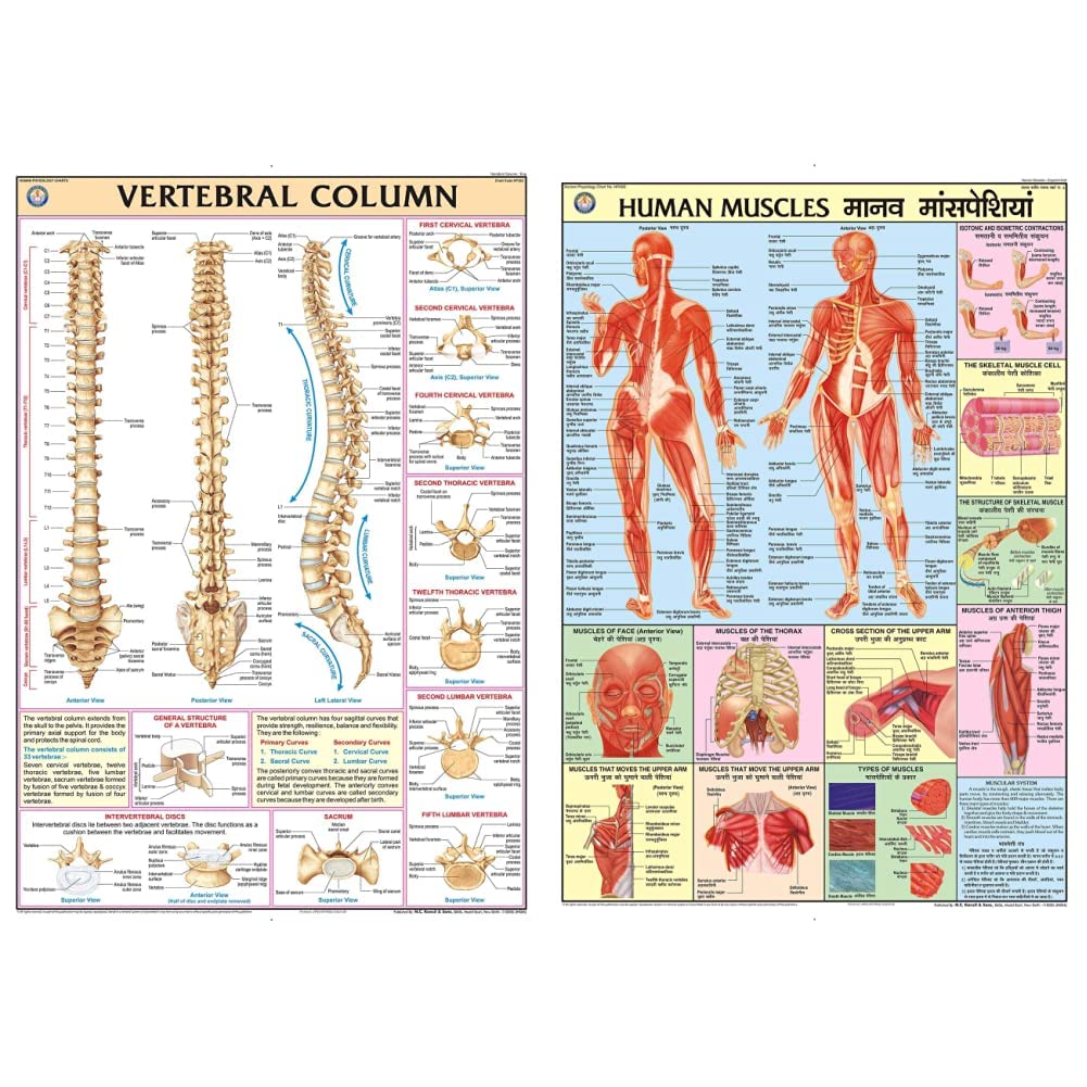 Buy HP32S | TeachingNest | Vertebral Column Chart 70x100 cm & HPM02 ...