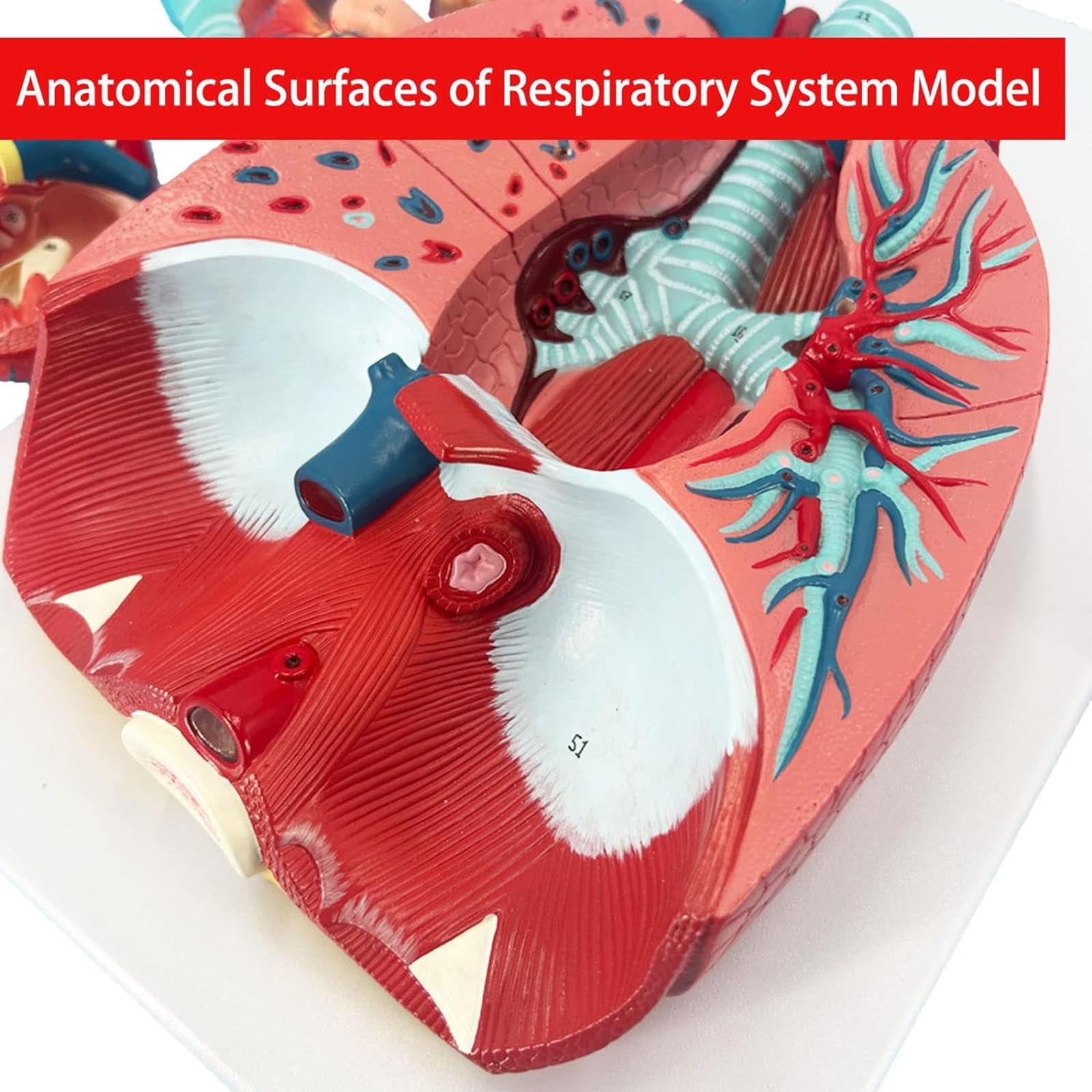 Modelo De Pulmón Etiquetado 260+ Circulación Pulmonar Ilustraciones