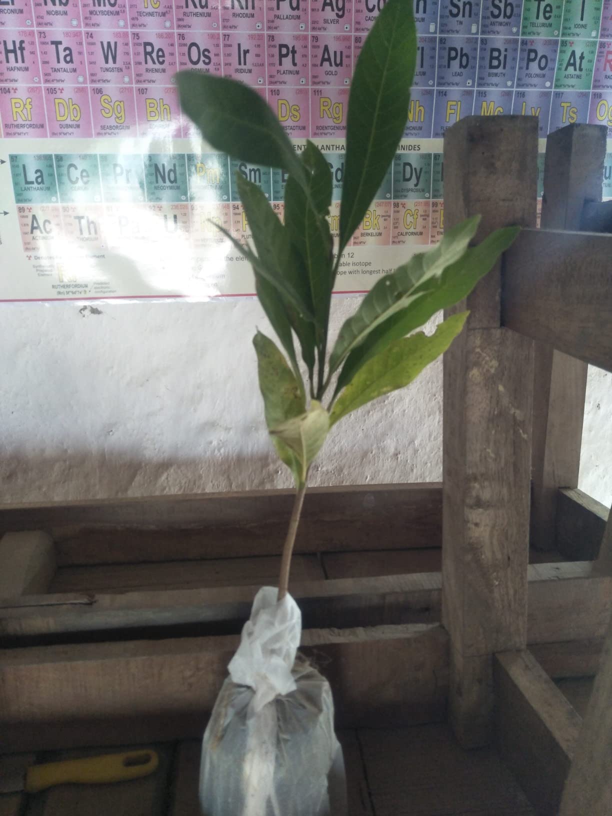 M-Tech Gardens Rare Honey tree Mahua Tree Madhuca longifolia Medicinal ...