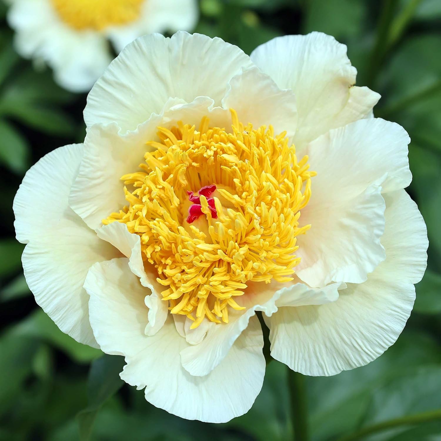 Amazon.com : Peony Roots - Jan Van Leeuwen - 5 Roots - White Flower ...