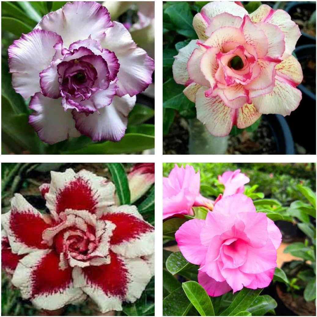 Cloud Farm Air Layered Adenium/Desert Roses Live Flower Plant CF_1590 ...