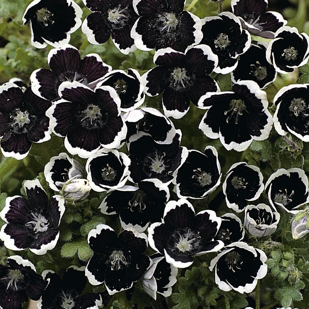 Nemophila Seeds menziesii 'Pennie Black' Baby Blue-Eyes 'Penny Black ...