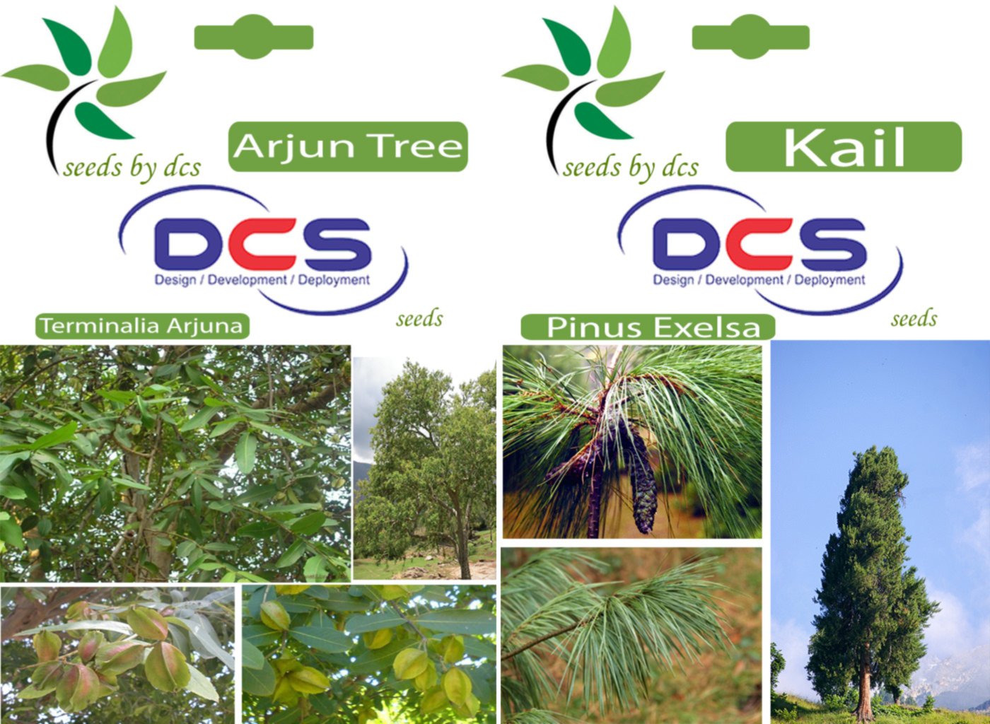 DCS Arjun Tree and Kail Seeds (White) : Amazon.in: Garden & Outdoors
