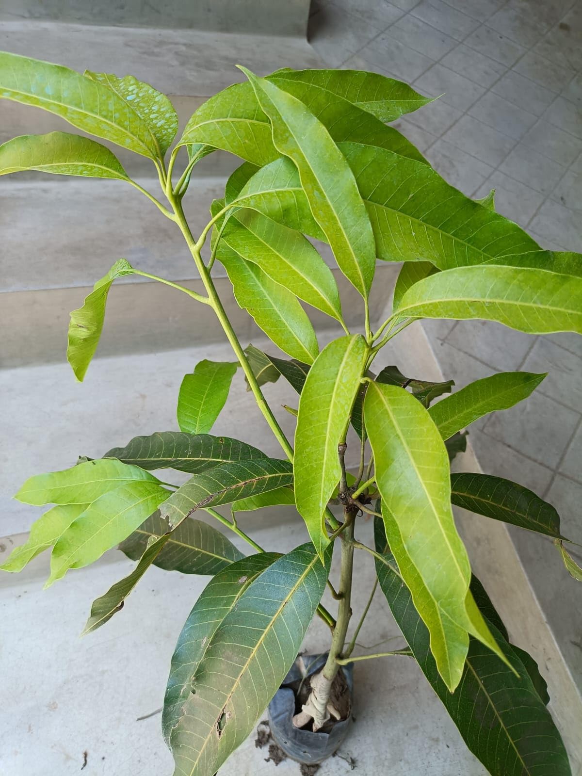 RADHA RANI PLANT HOUSE -ORIGINAL JAPANESE PURPLE MIYAZAKI MANGO EGG OF ...