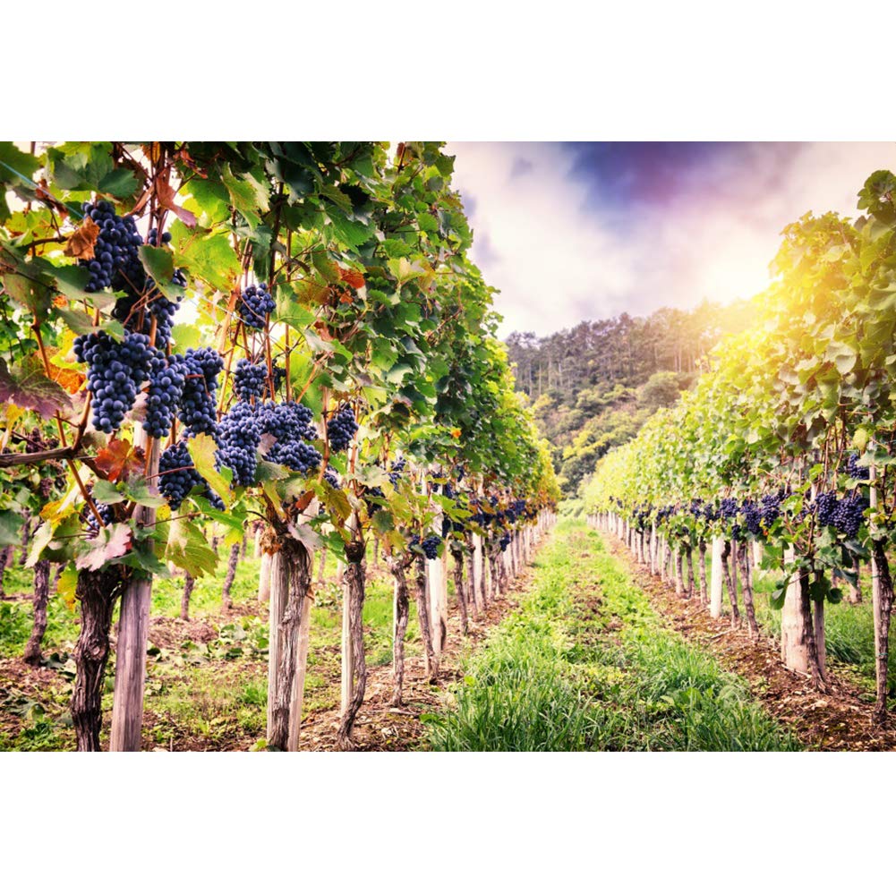 Grape Vineyard Wallpaper