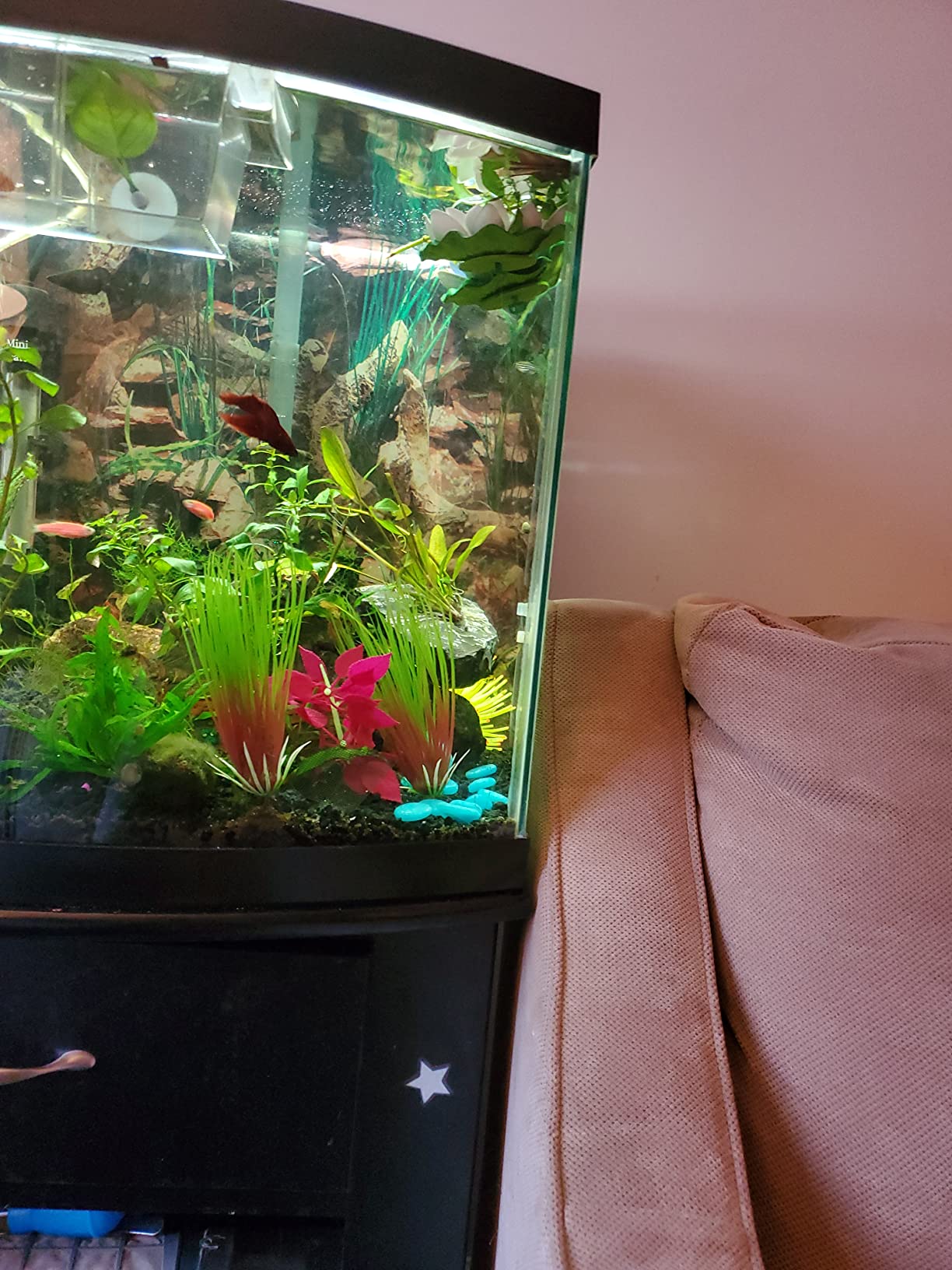 $1/mo - Finance GloFish Anenome Ornaments, Fish Tank Decorations ...