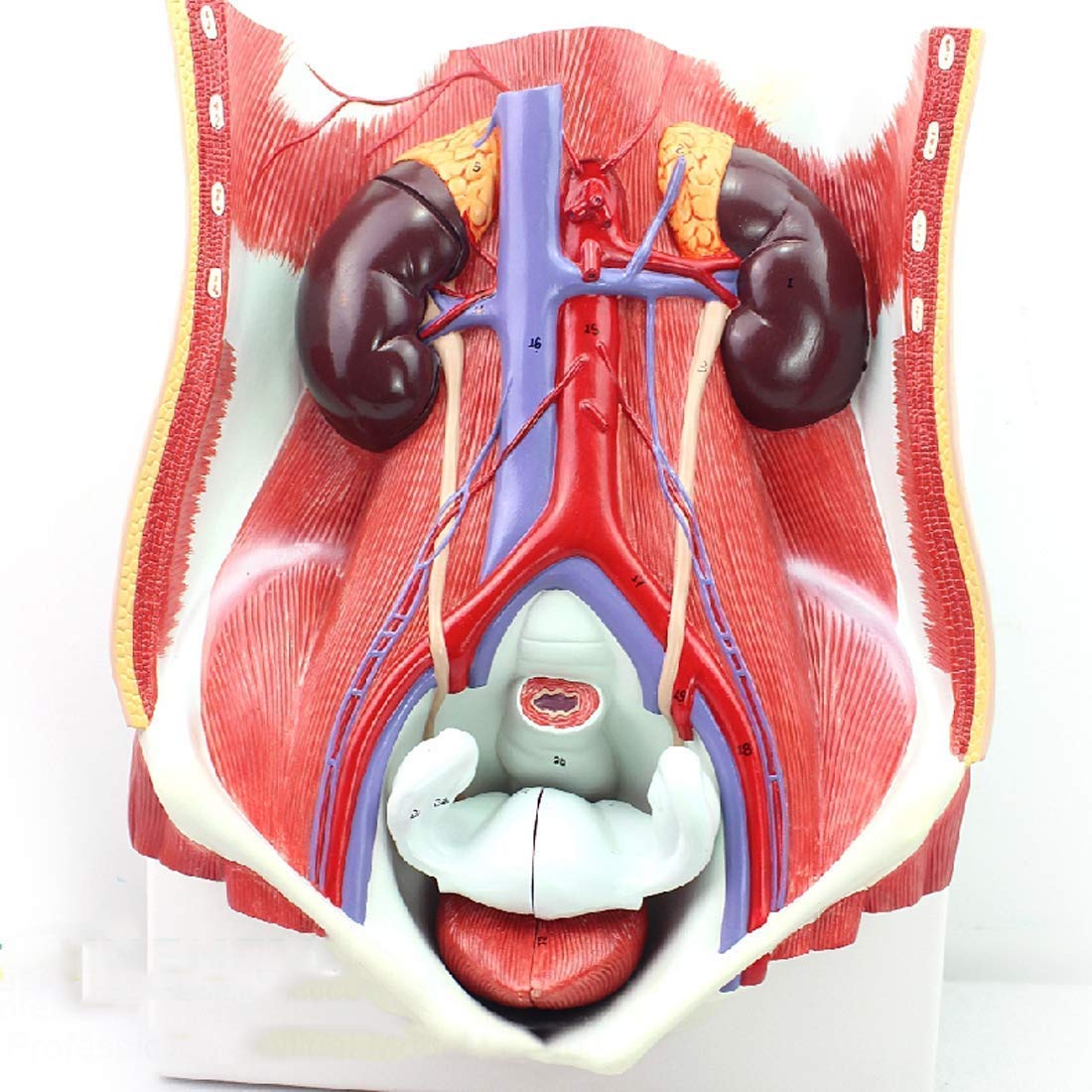 Buy Human Urinary System Model, Male Female, Human Bladder Abdominal ...