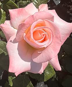 ‘Bloom of Ruth’ – Pale Pink/Apricot Rose – 4L Potted : Amazon.co.uk: Garden