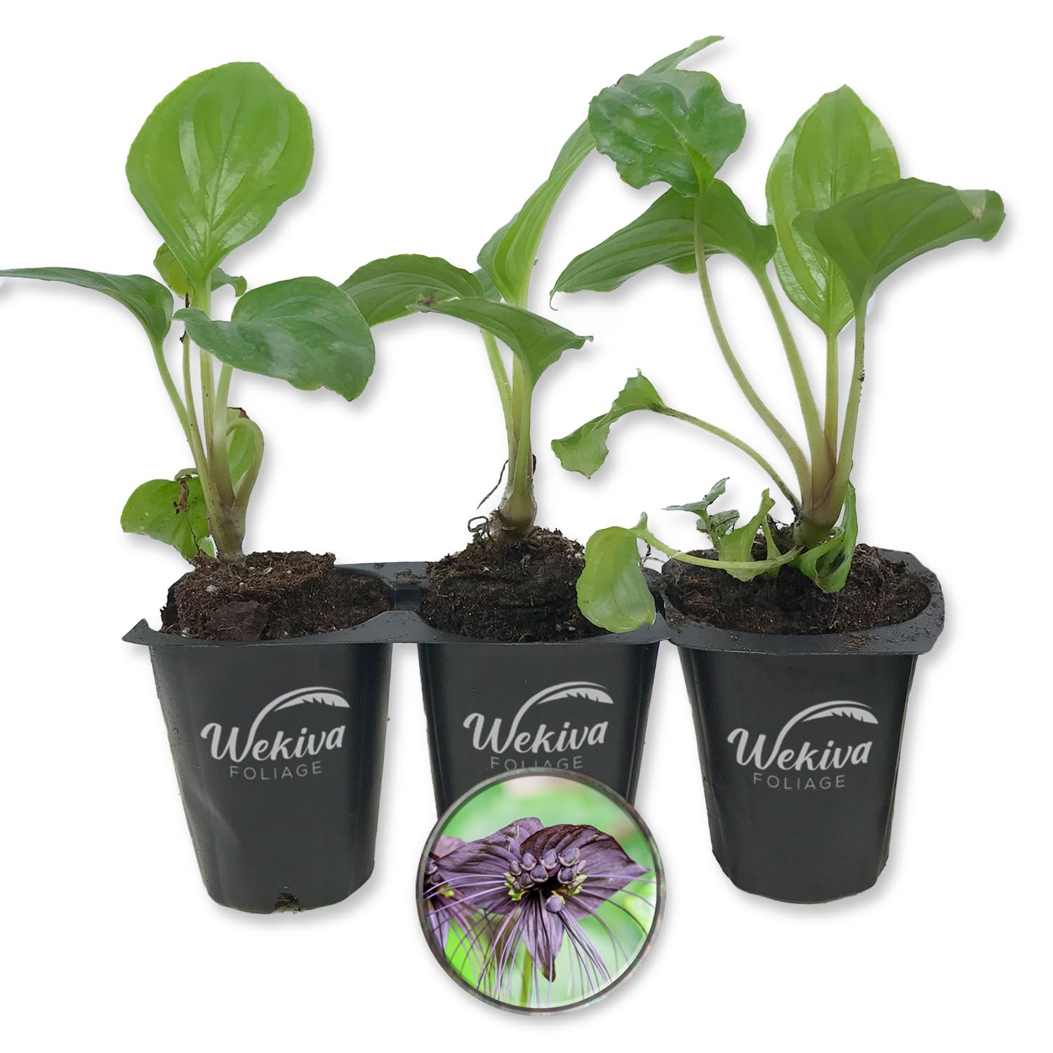 Amazon.com : Black Bat Flower - 3 Live Starter Plants in 2 Inch Pots ...
