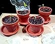 Amazon.com: Burpee Lemon Cucumber Seeds 100 seeds : Everything Else