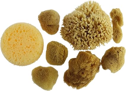 Amazon.com: Artist Sponges Natural & Synethic by Craft Smart, 8 Pieces