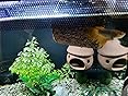Zoo Med Floating Betta Log : Amazon.ca: Pet Supplies