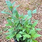 Amazon.com : Laurus nobilis - 'Bay Leaf Tree' - Bay Laurel or Sweet Bay ...