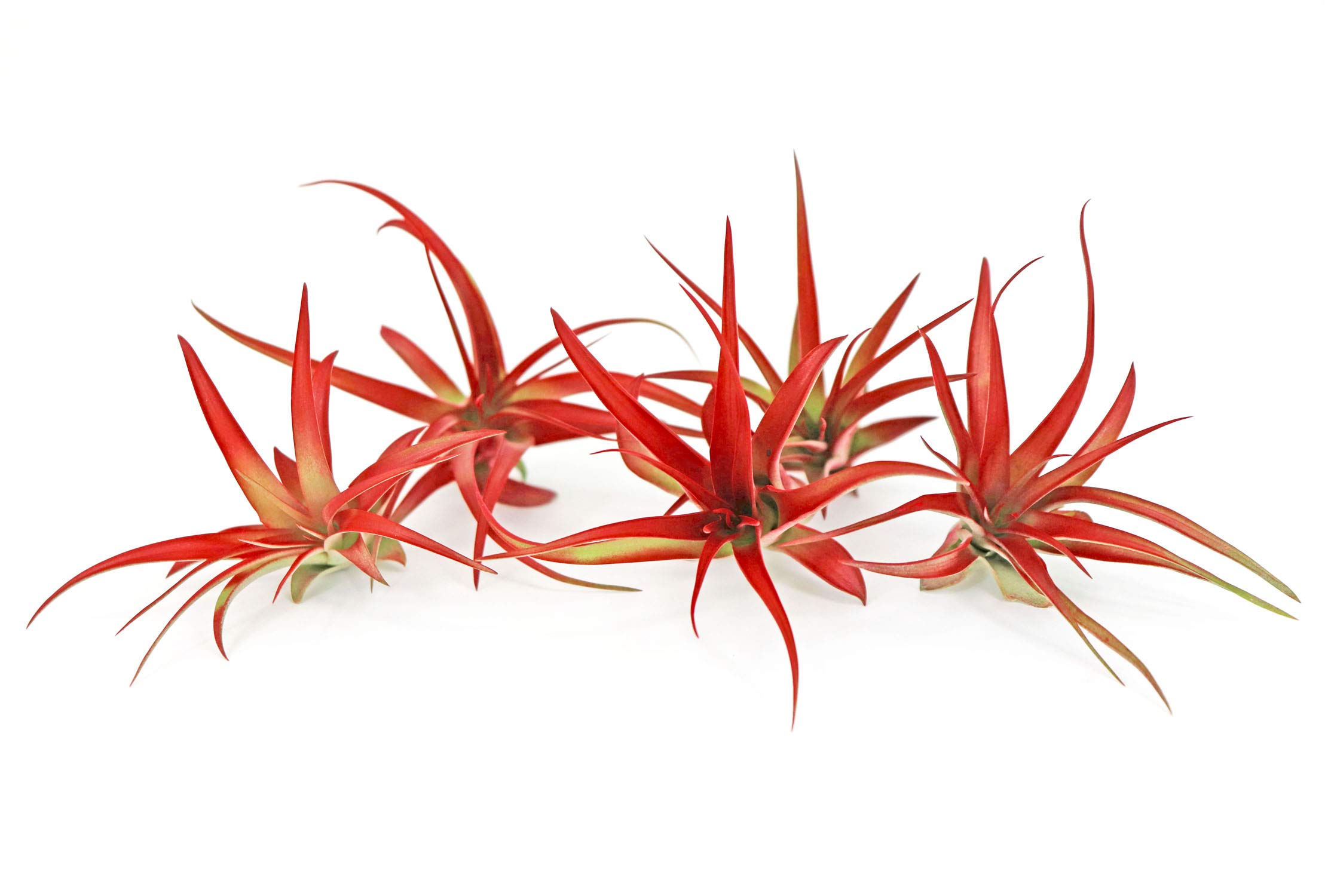 5 Live Air Plants Bright Red Tillandsia Air Plant Pack Colorful 5-live-air-plants-bright-red-tillandsia-air-plant-pack-colorful