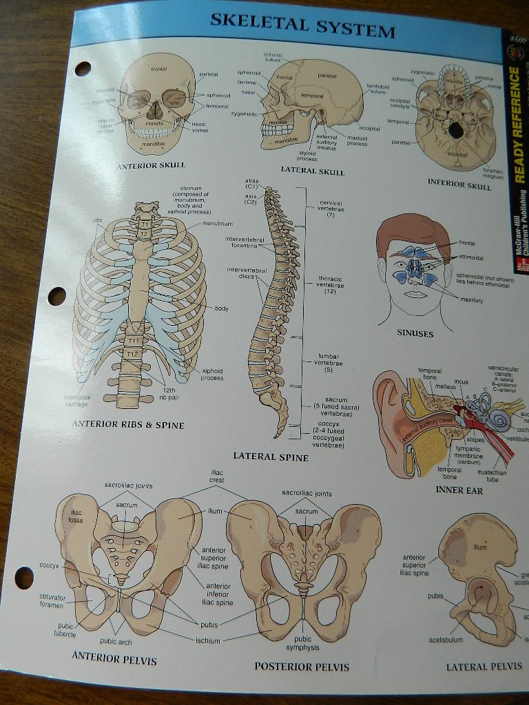Human Body: Skeletal Ready Reference: Carson-Dellosa Publishing ...