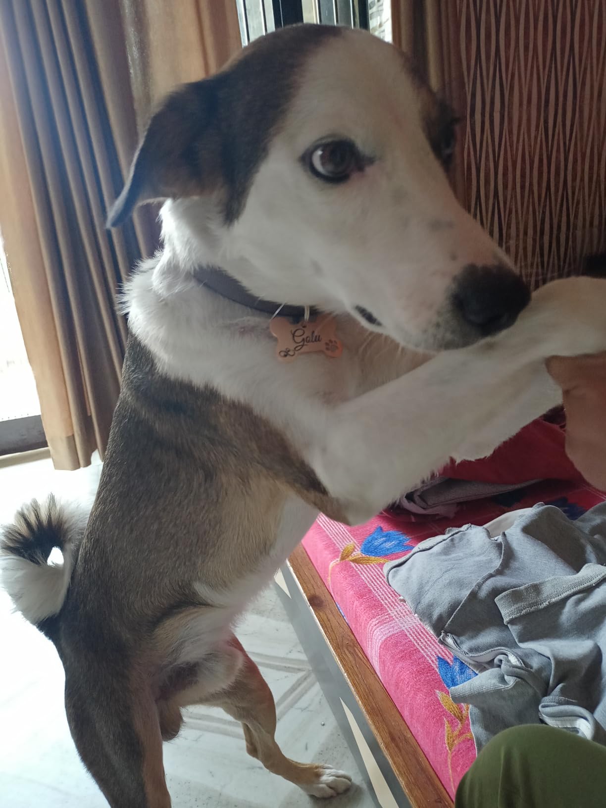 Buy Luigi Dog Name Tag, Bone Shape Dog Tag Personalized for Pets ...