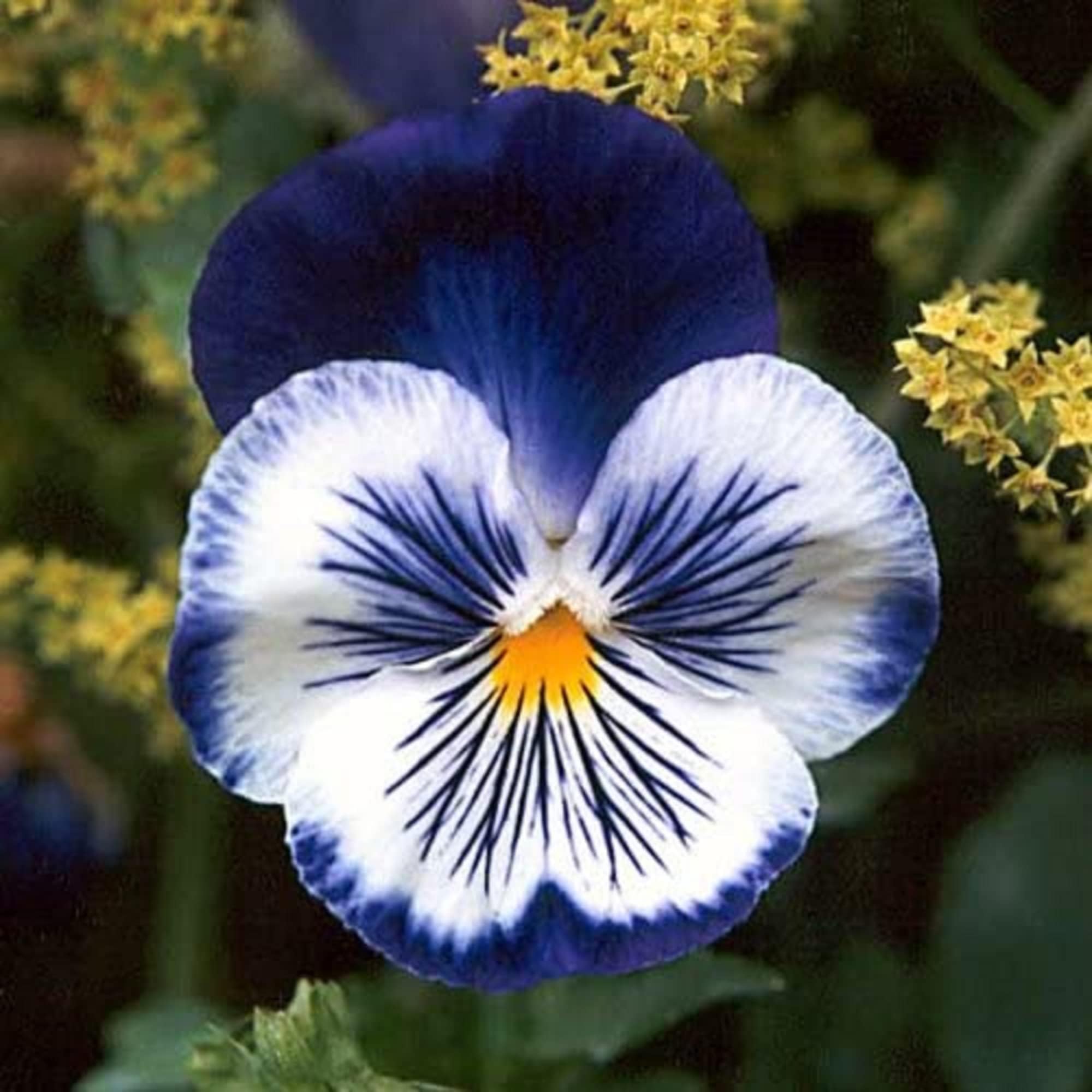 Amazon.com : Blue Pansy Seeds Blue Viola Seeds Blue Pansies Heirloom ...