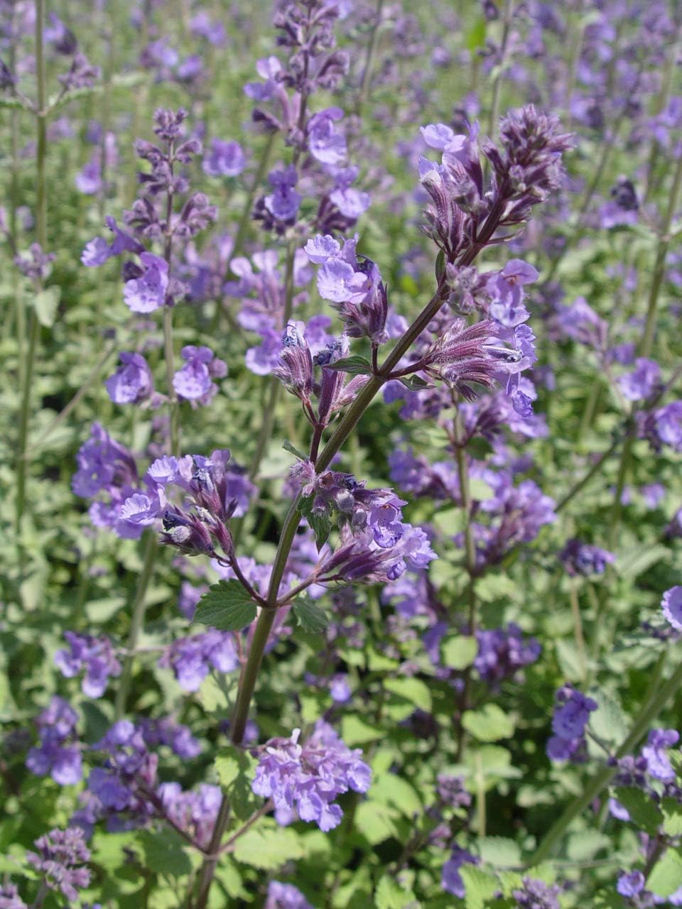 Amazon.com : Catmint Seeds - 'Pink Cat'- Nepeta nervosa - Compact, heat ...