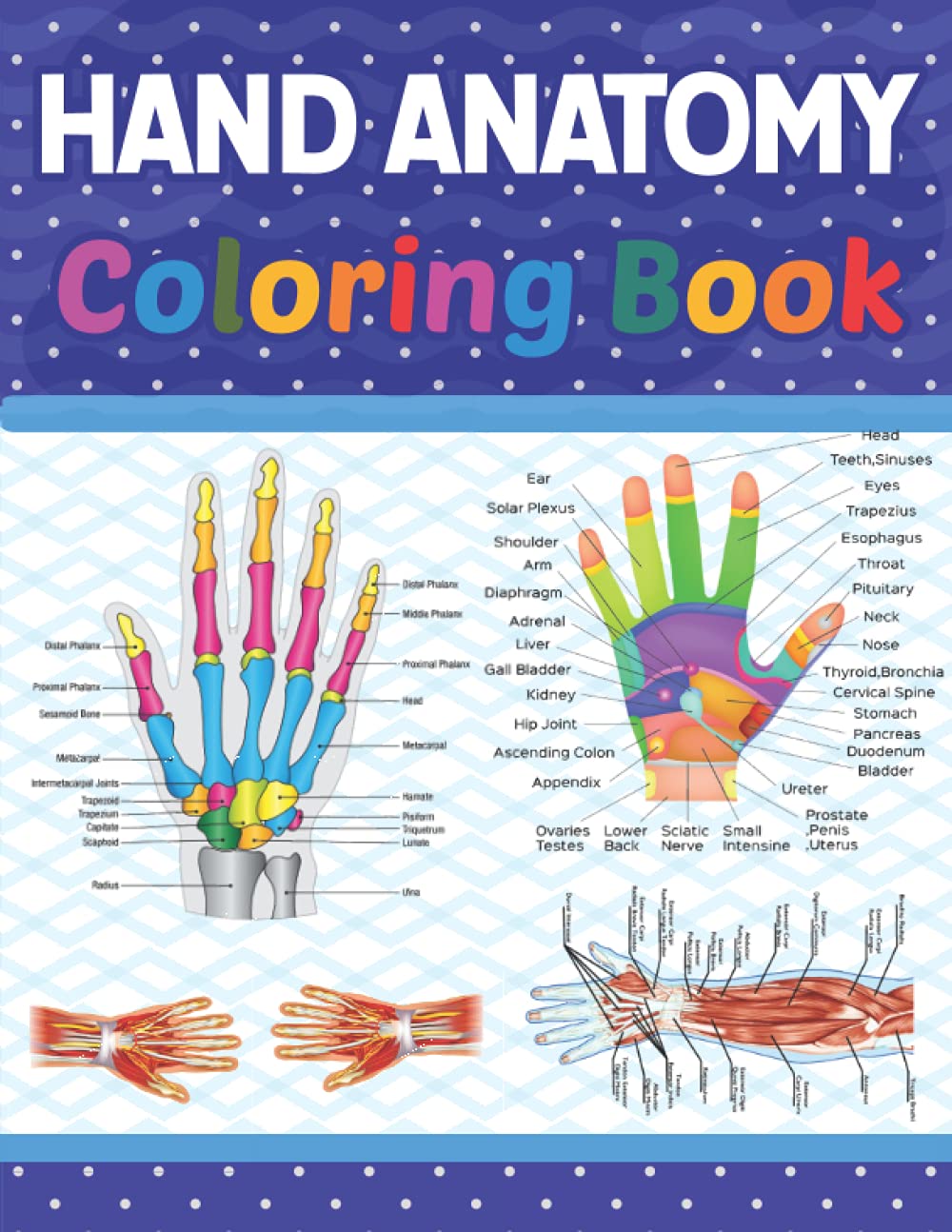 Buy Hand Anatomy Coloring Book: Human Hand and Human Anatomy Learning ...