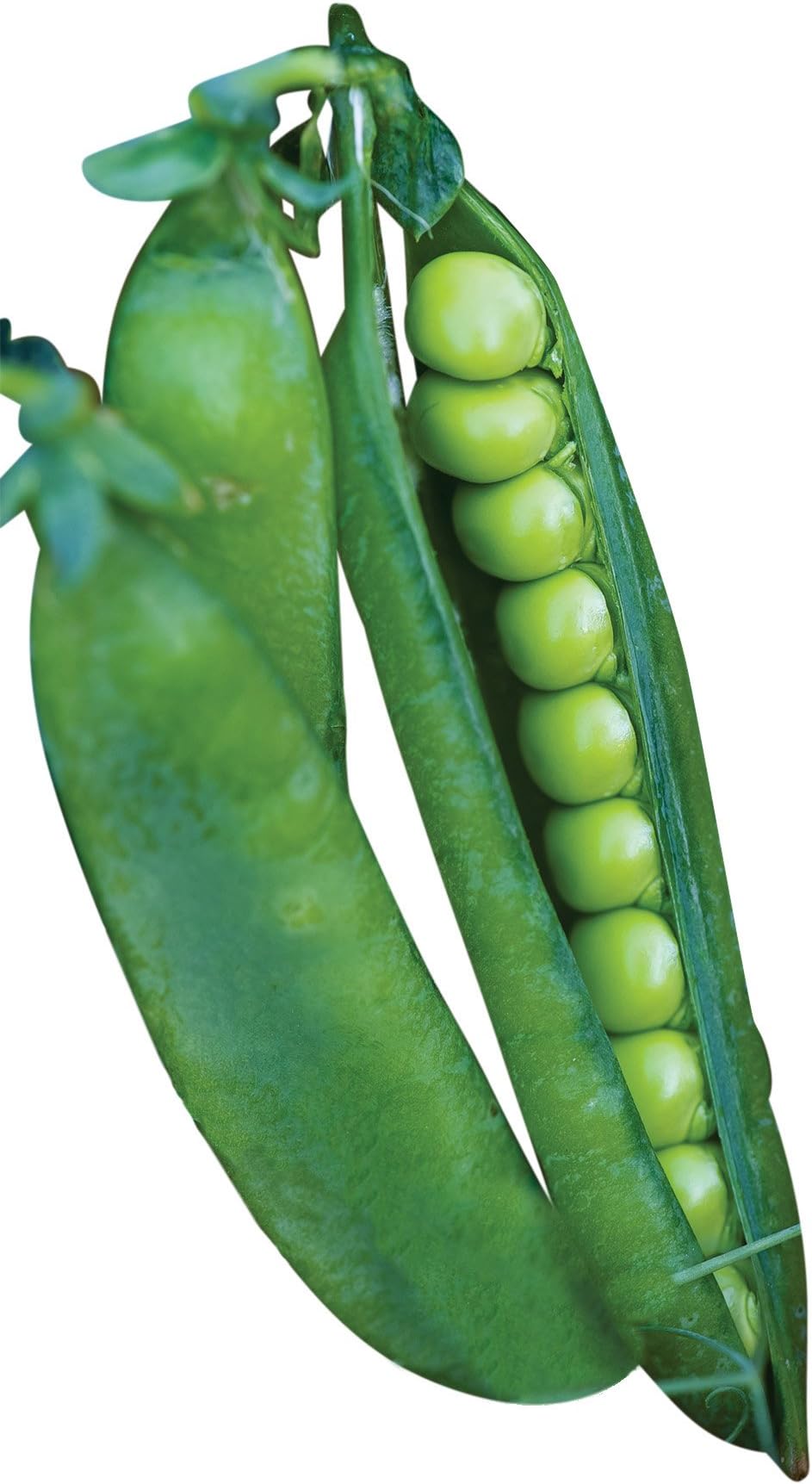 Amazon.com : Earthcare Seeds Peas Little Marvel Sweet Dwarf Bush Pea 50 ...
