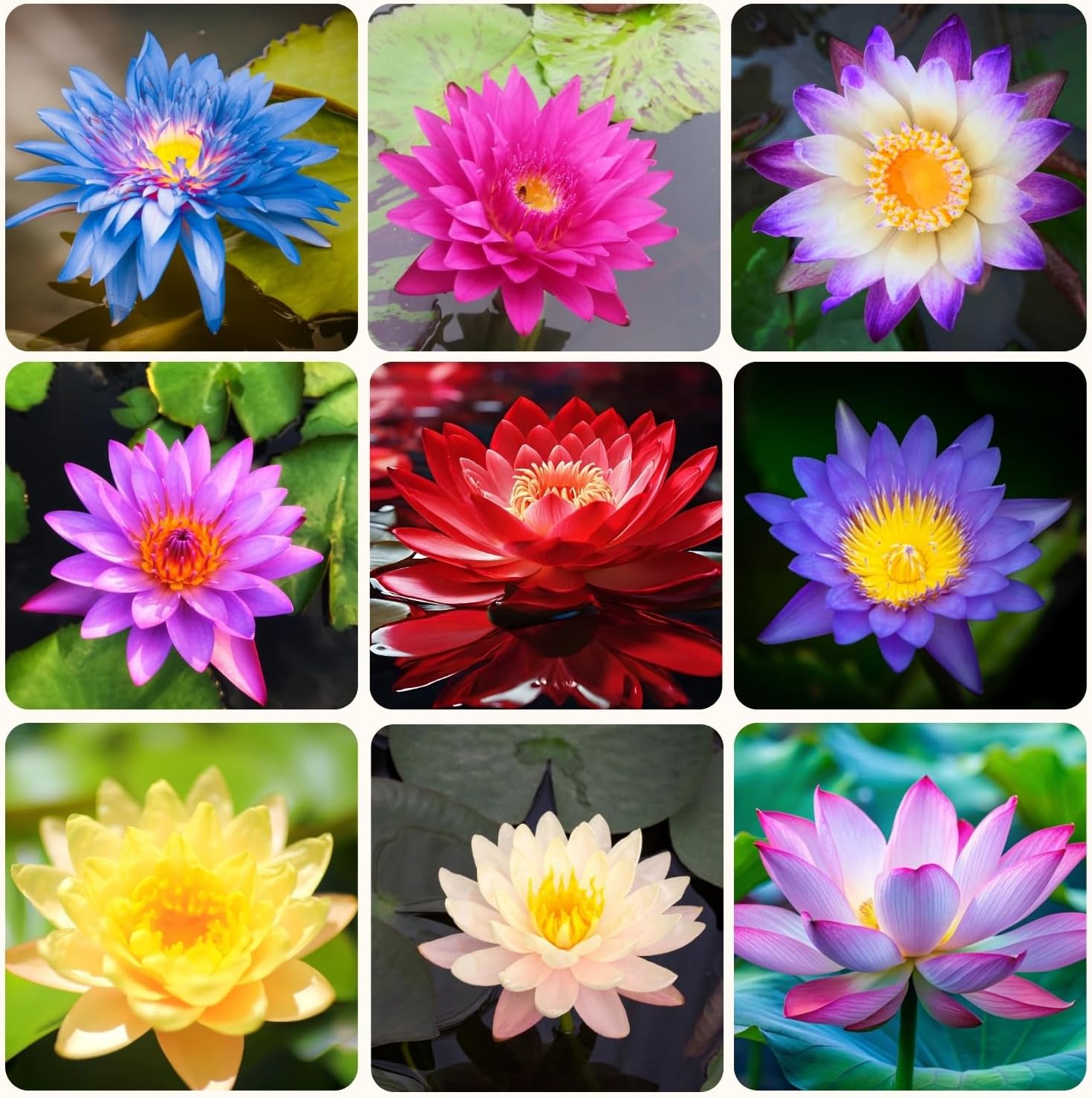 100% Germination Lotus Mix Flower Seeds (Pack Of 30 Seeds) - All Mix ...