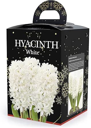 Jamieson Brothers Hyacinth Bulbs White -2 Bulbs - Gift kit Box : Amazon ...
