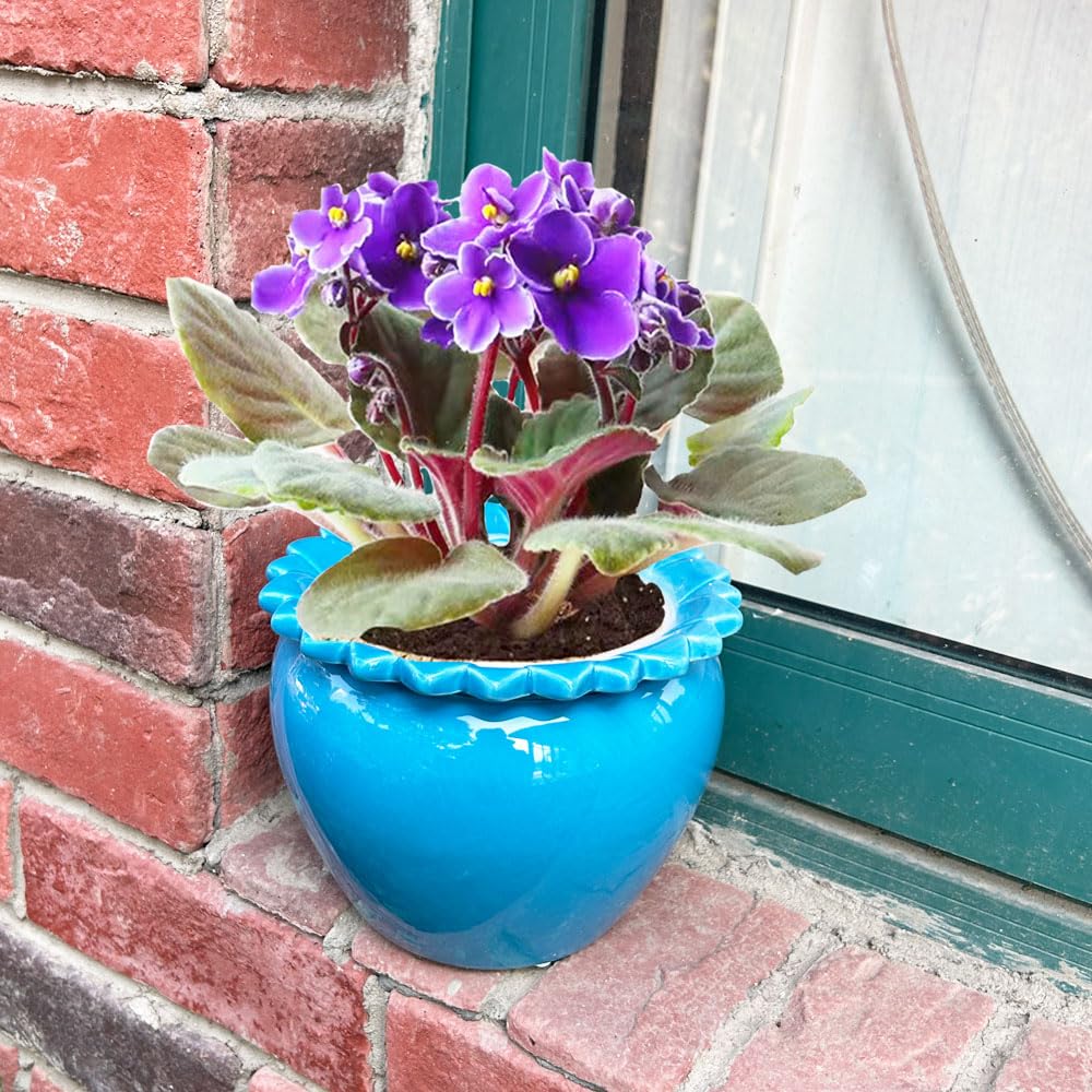 African Violet Planters DIY African Violet Self Watering Pot: The