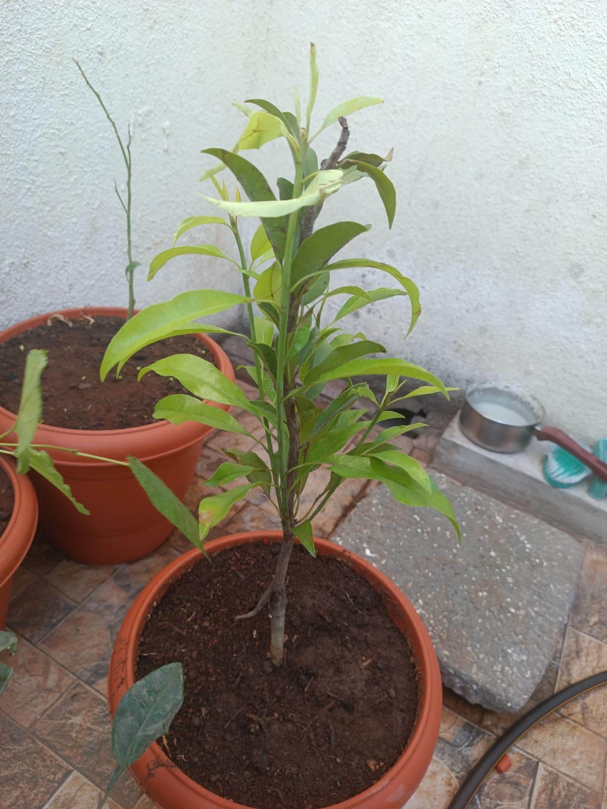 Greenery Nursery Thai Kalapatti Chiku Grafted Plant & Tree Original ...