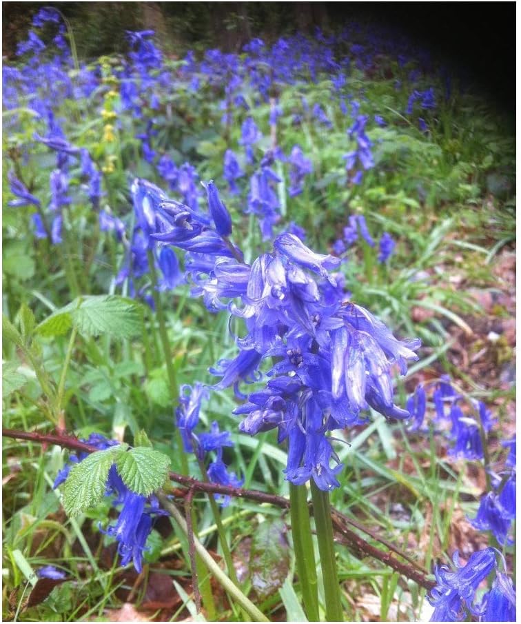 Native English Bluebell - Seeds : Amazon.co.uk: Garden