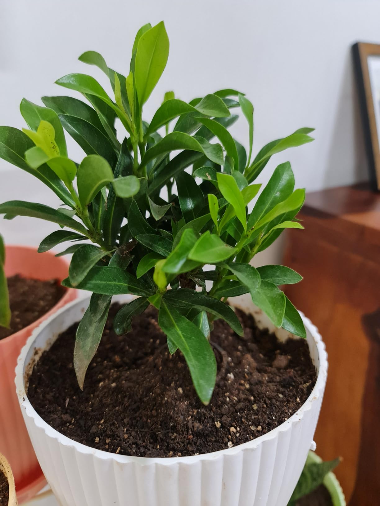 Garden Art Mini Dwarf Live Plant for Outdoor in Grower's Pot | Ixora ...