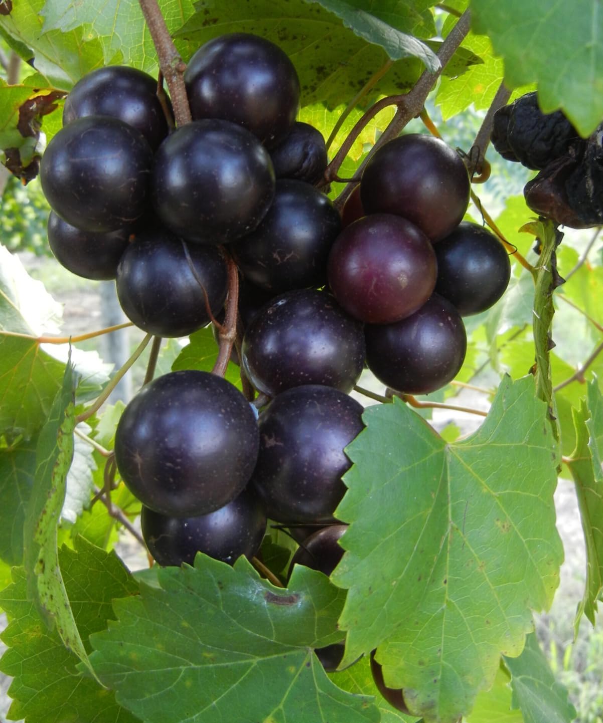 Amazon.com : Hunt Muscadine Grape Vine - Bare Root Live Plant (1 ...